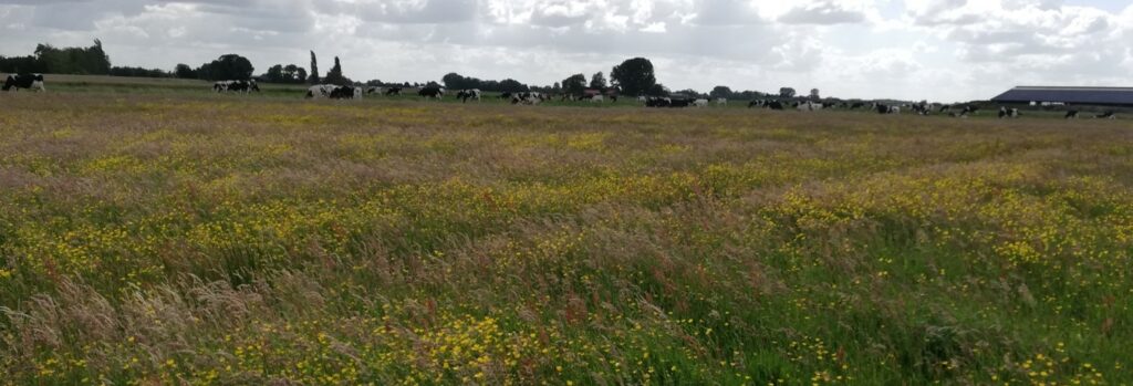 Landelijke Kruidenrijk Graslanddag in Overijssel - Adviesloket Bodem ...